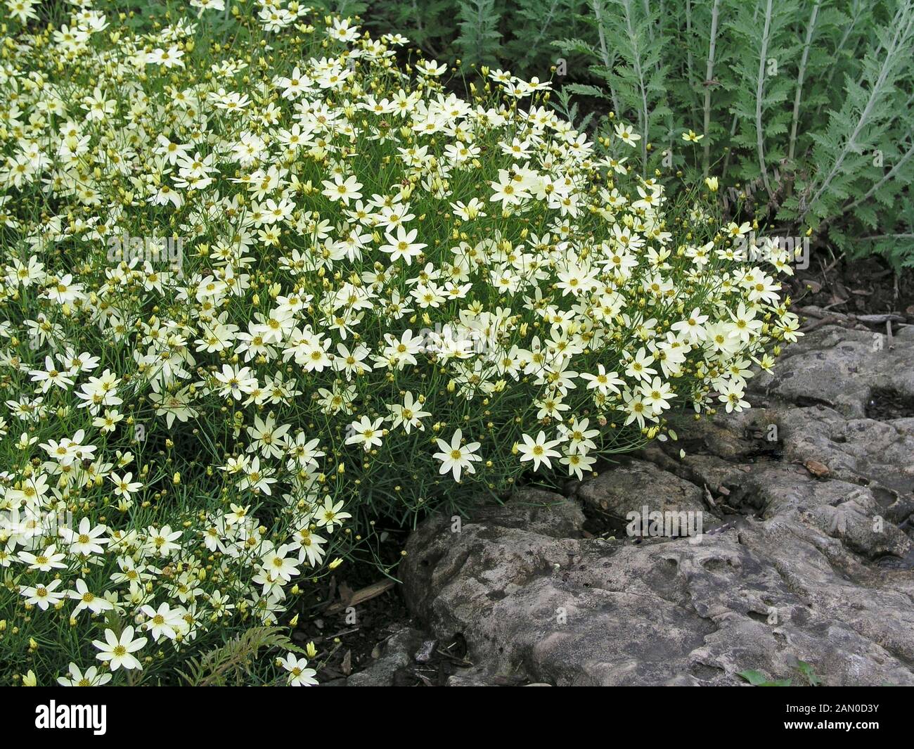 Coreopsis Moonbeam High Resolution Stock Photography and Images - Alamy