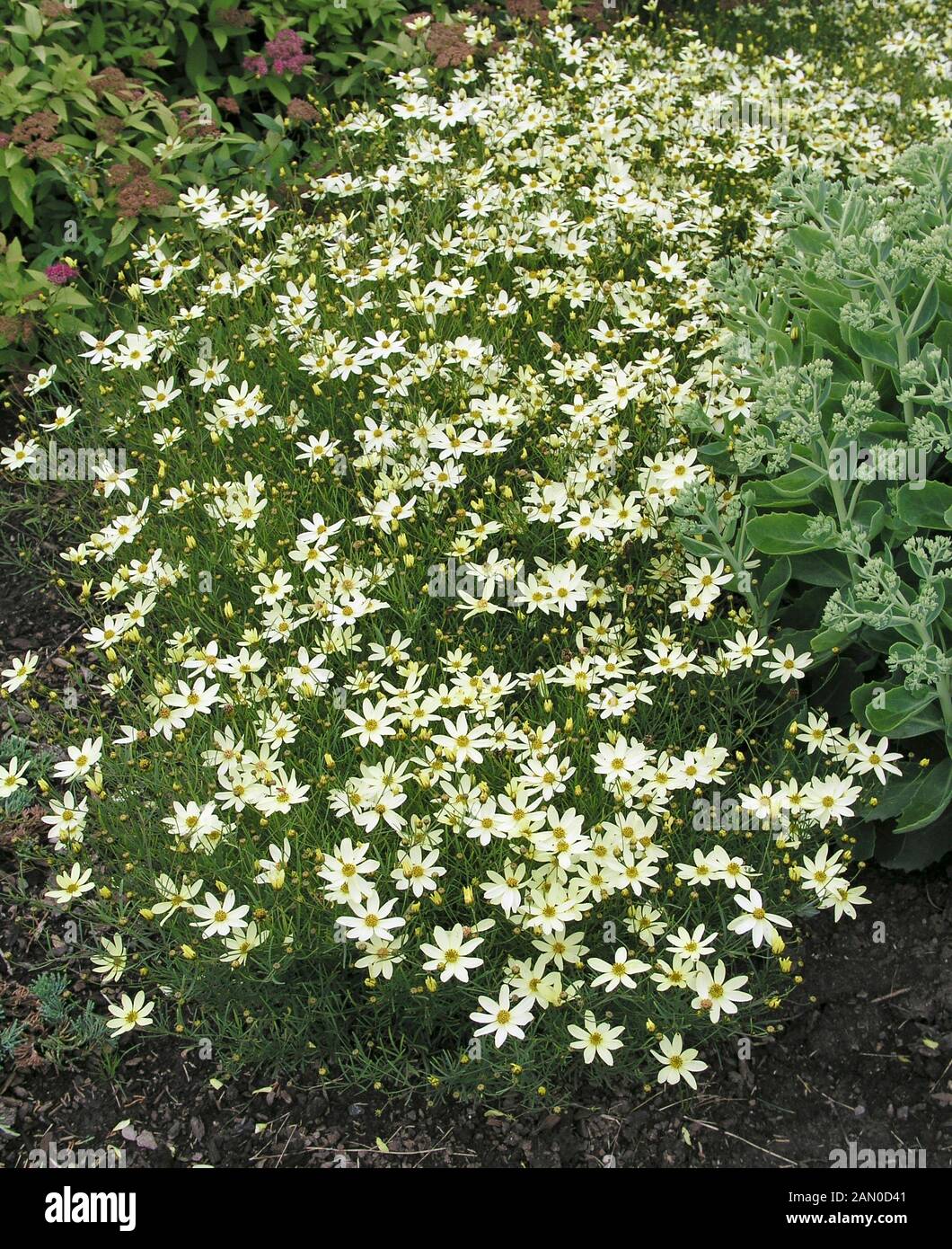 Coreopsis verticillata moonbeam hi-res stock photography and images - Alamy