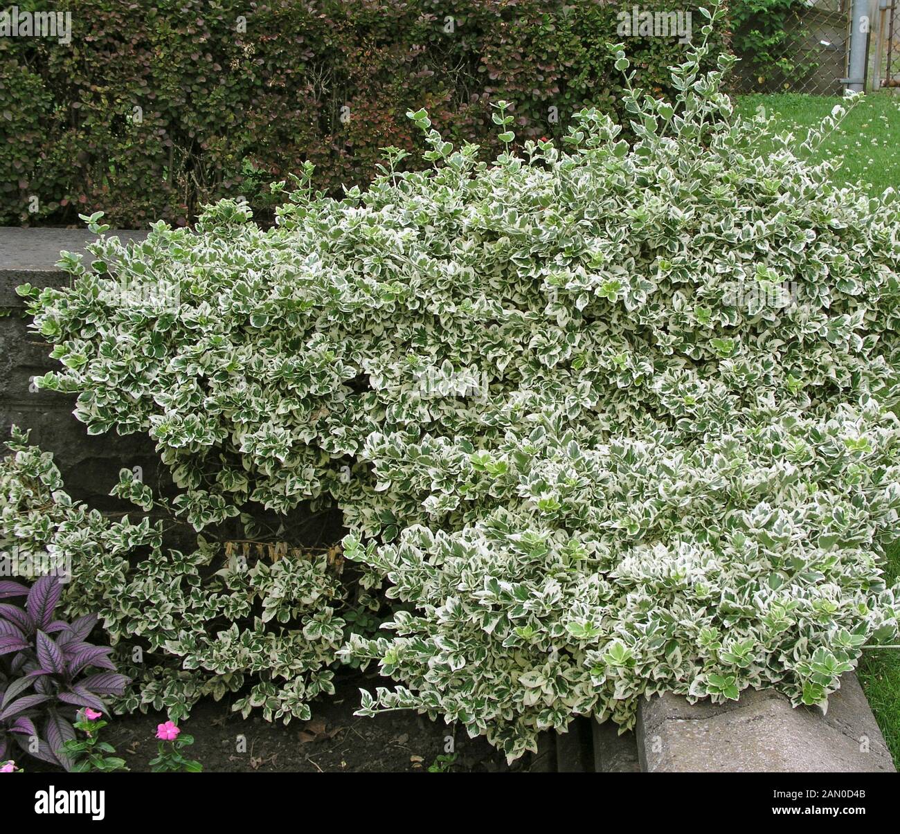 Euonymus fortunei emerald hi-res stock photography and images - Alamy