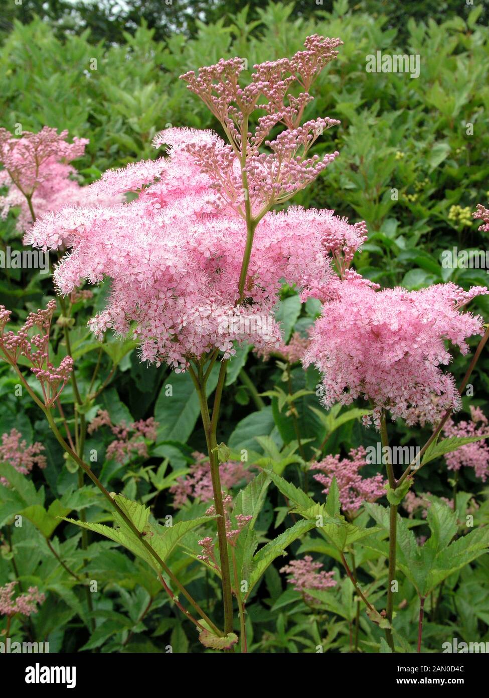 Filipendula rubra hi-res stock photography and images - Alamy