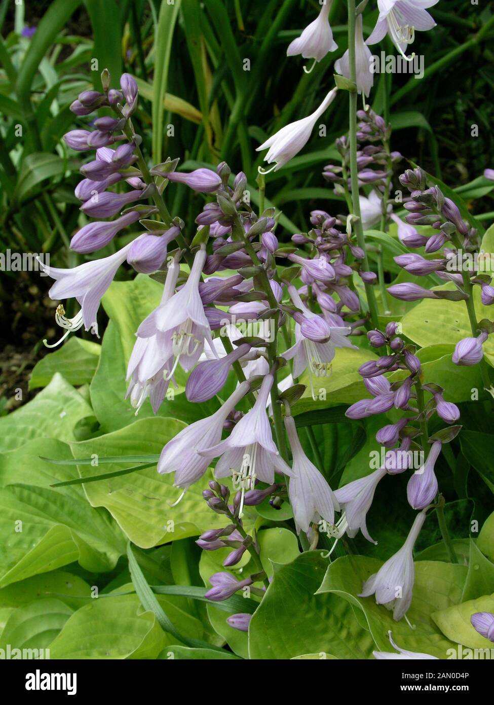HOSTA VENUSTA GOLD DROP Stock Photo - Alamy