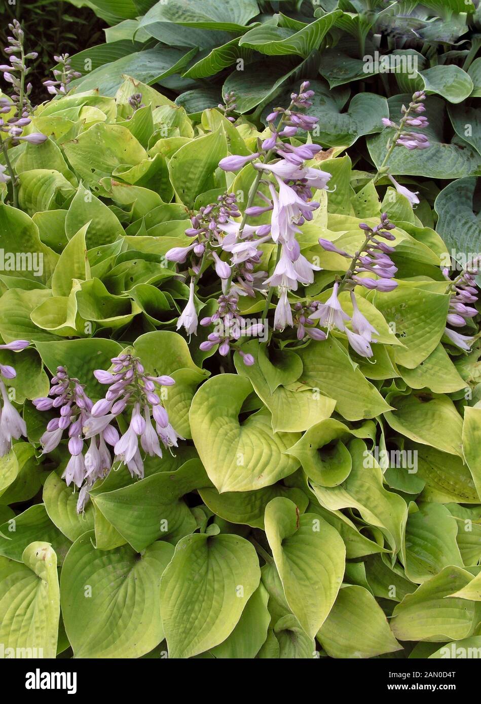 HOSTA VENUSTA GOLD DROP Stock Photo - Alamy