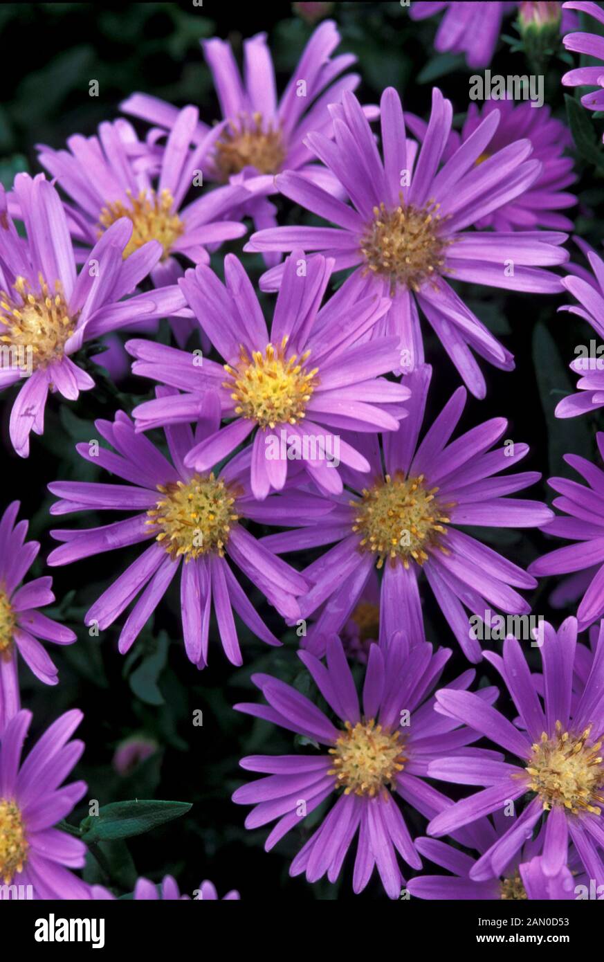Purple viking hi-res stock photography and images - Alamy