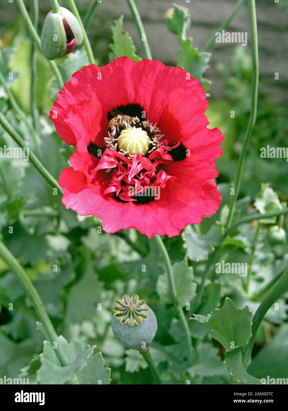 Double pink opium poppy papaver hi-res stock photography and images - Alamy