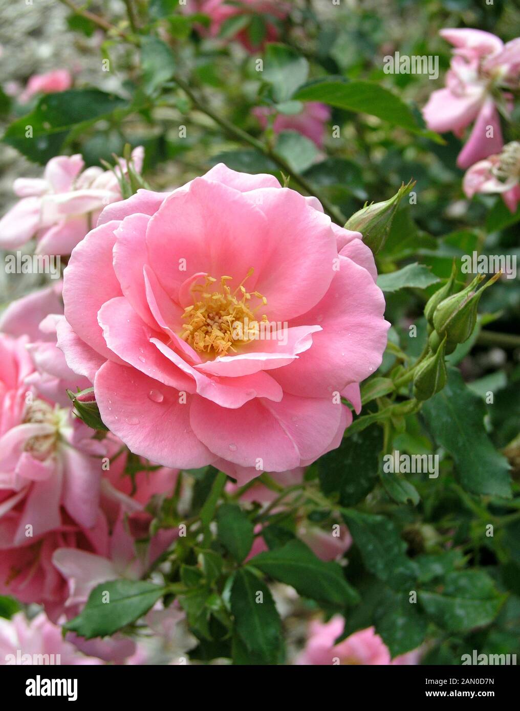 Princess of the prairie hi-res stock photography and images - Alamy