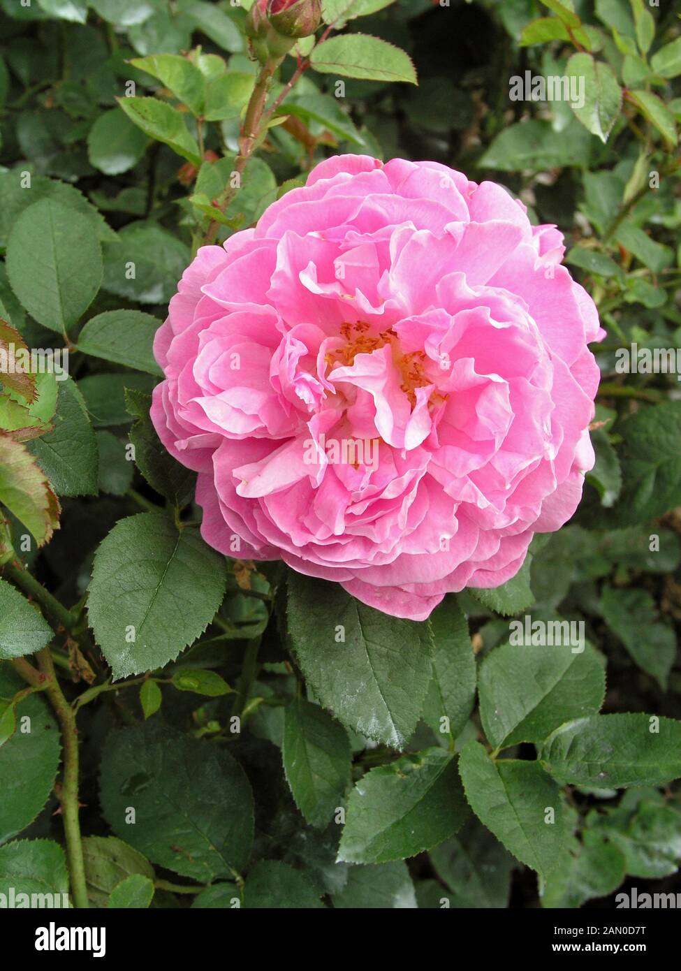 Rosa 'mary rose' hi-res stock photography and images - Alamy