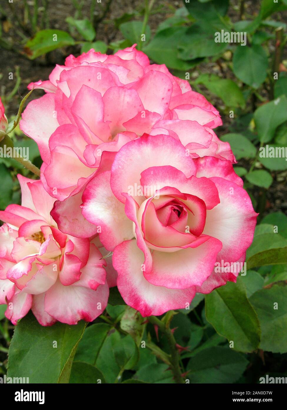 Tabris hi-res stock photography and images - Alamy