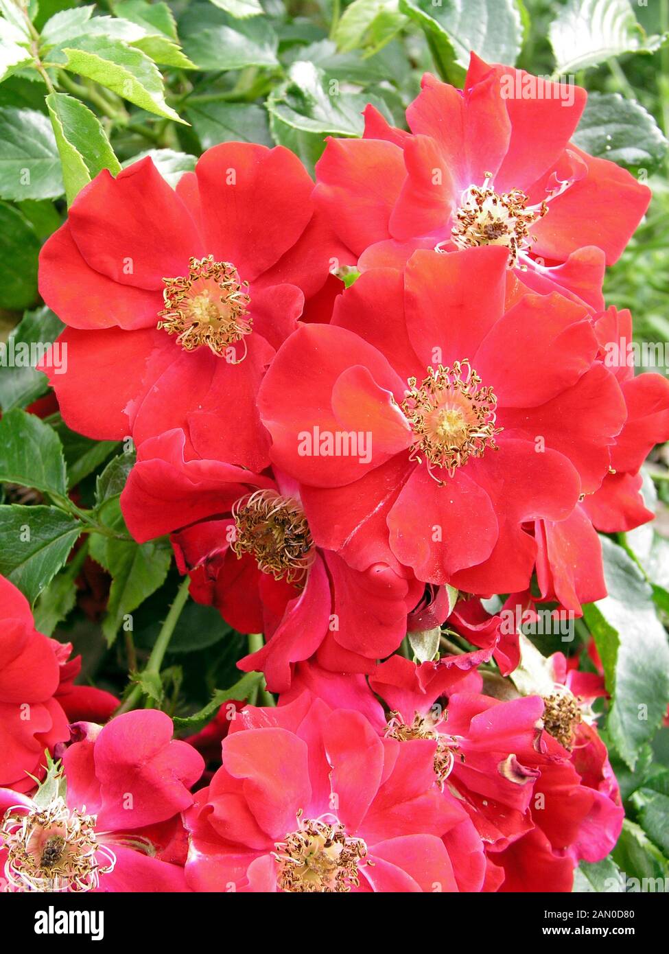 Bassino High Resolution Stock Photography and Images - Alamy