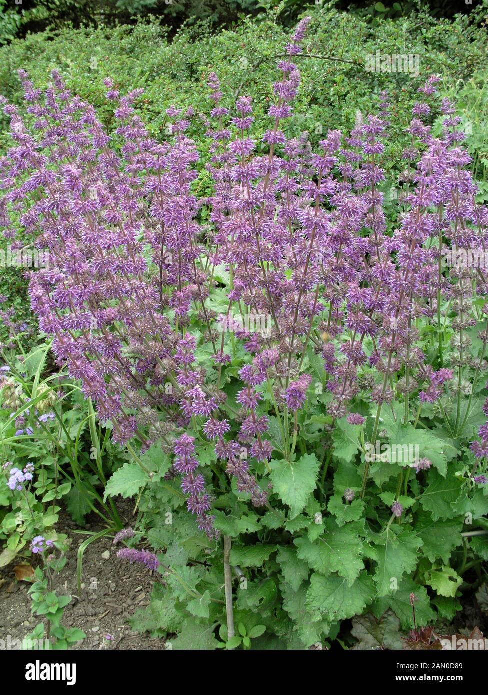 Salvia verticillata ‘purple rain’ hi-res stock photography and images ...