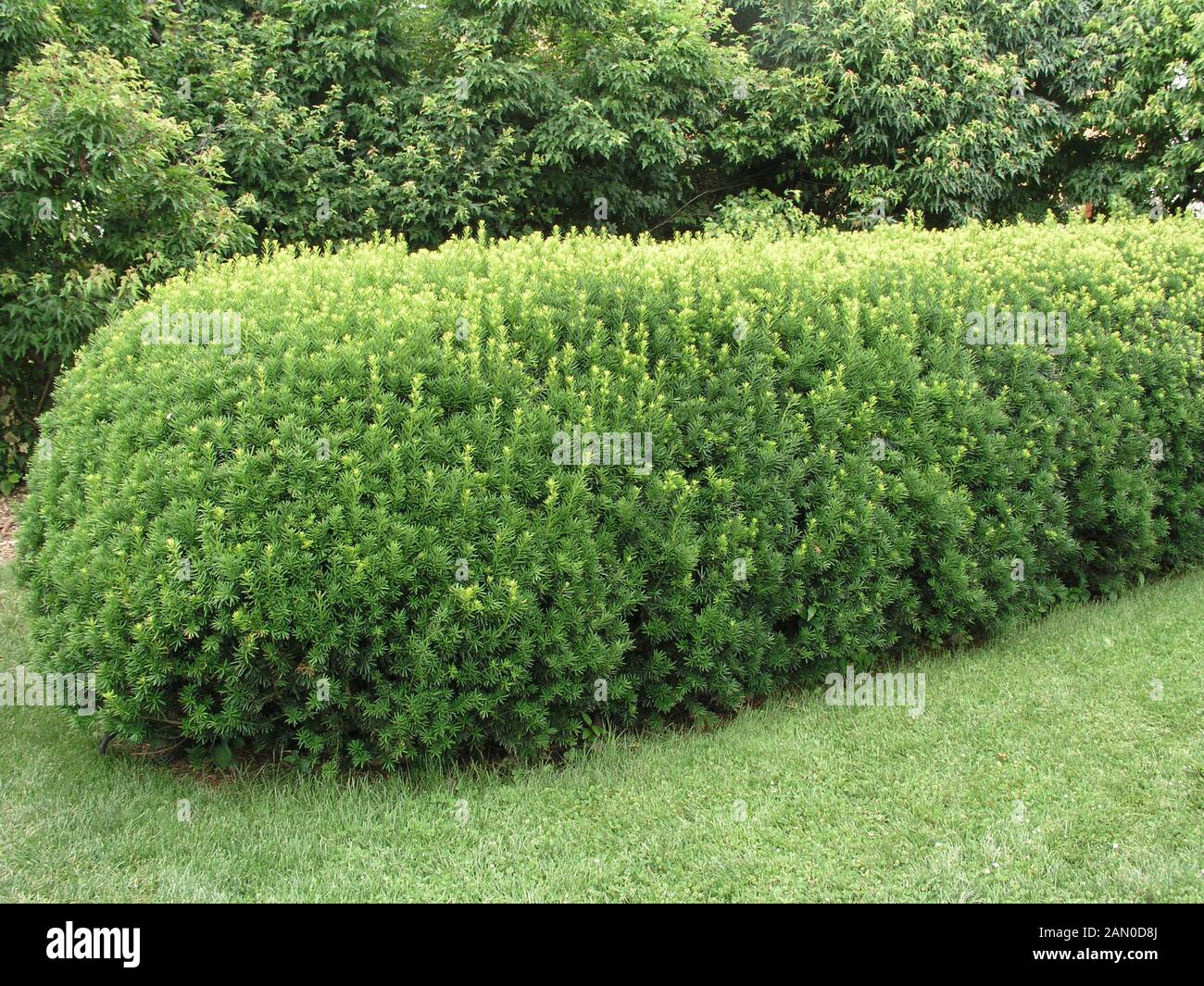 Taxus hedge hi-res stock photography and images - Alamy