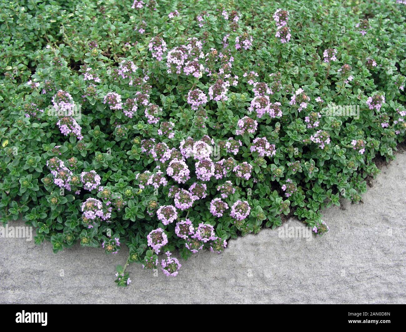 THYMUS SERPYLLUM (WILD THYME Stock Photo - Alamy