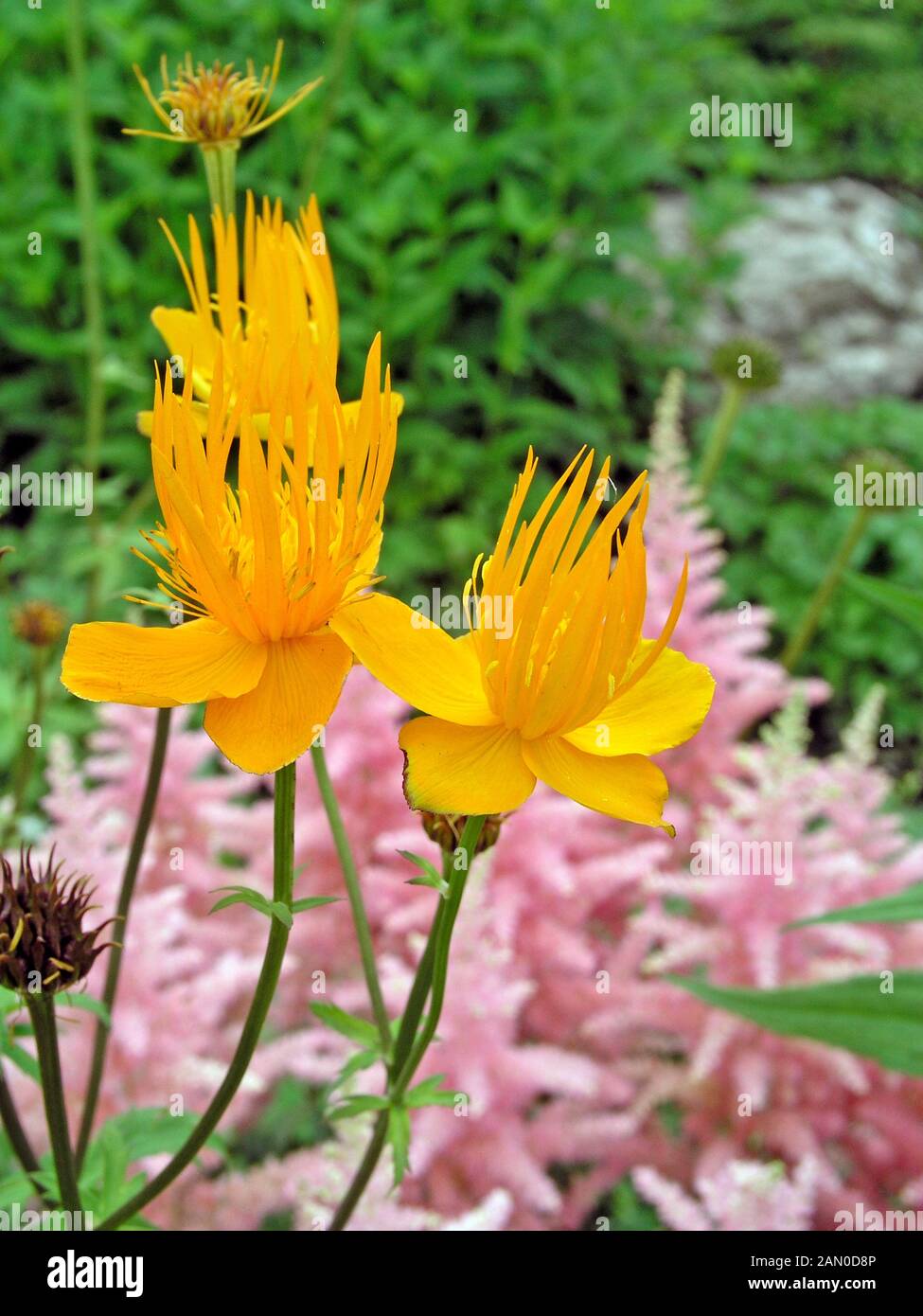 Trollius Chinensis High Resolution Stock Photography and Images - Alamy