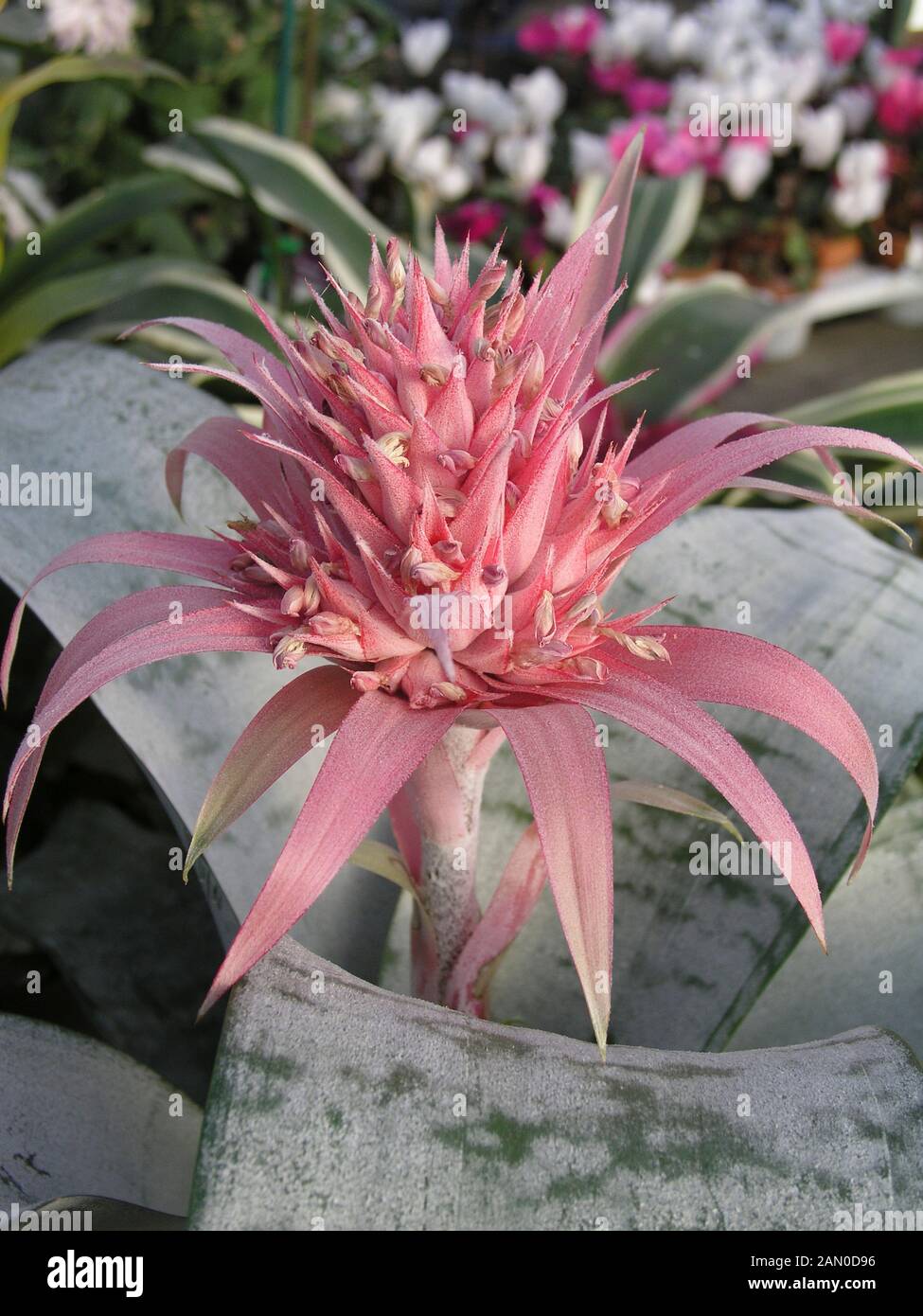 Aechmea fasciata indoor hi-res stock photography and images - Alamy