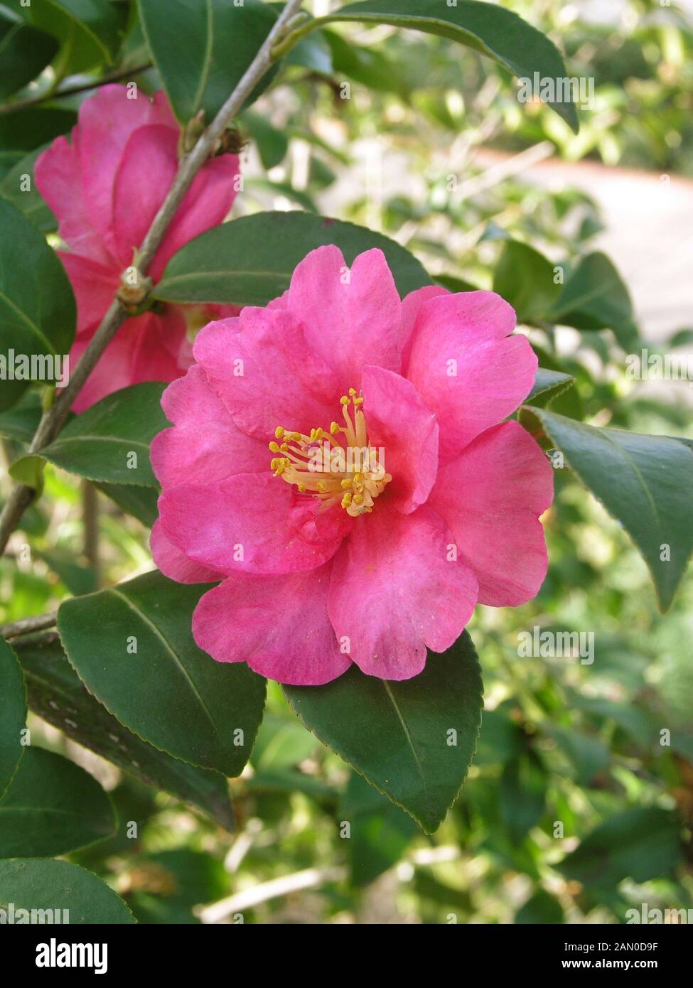 Camellia Sasanqua Kanjiro High Resolution Stock Photography and Images ...