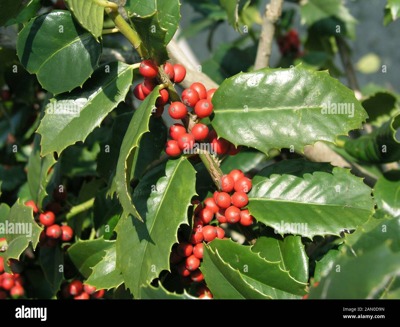 Emily green hi-res stock photography and images - Alamy