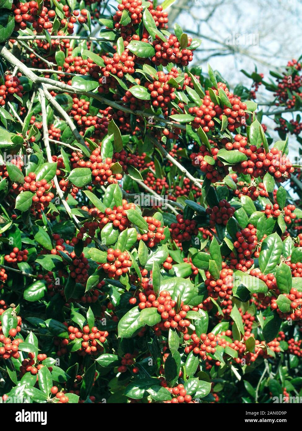 Ilex cornuta hi-res stock photography and images - Alamy
