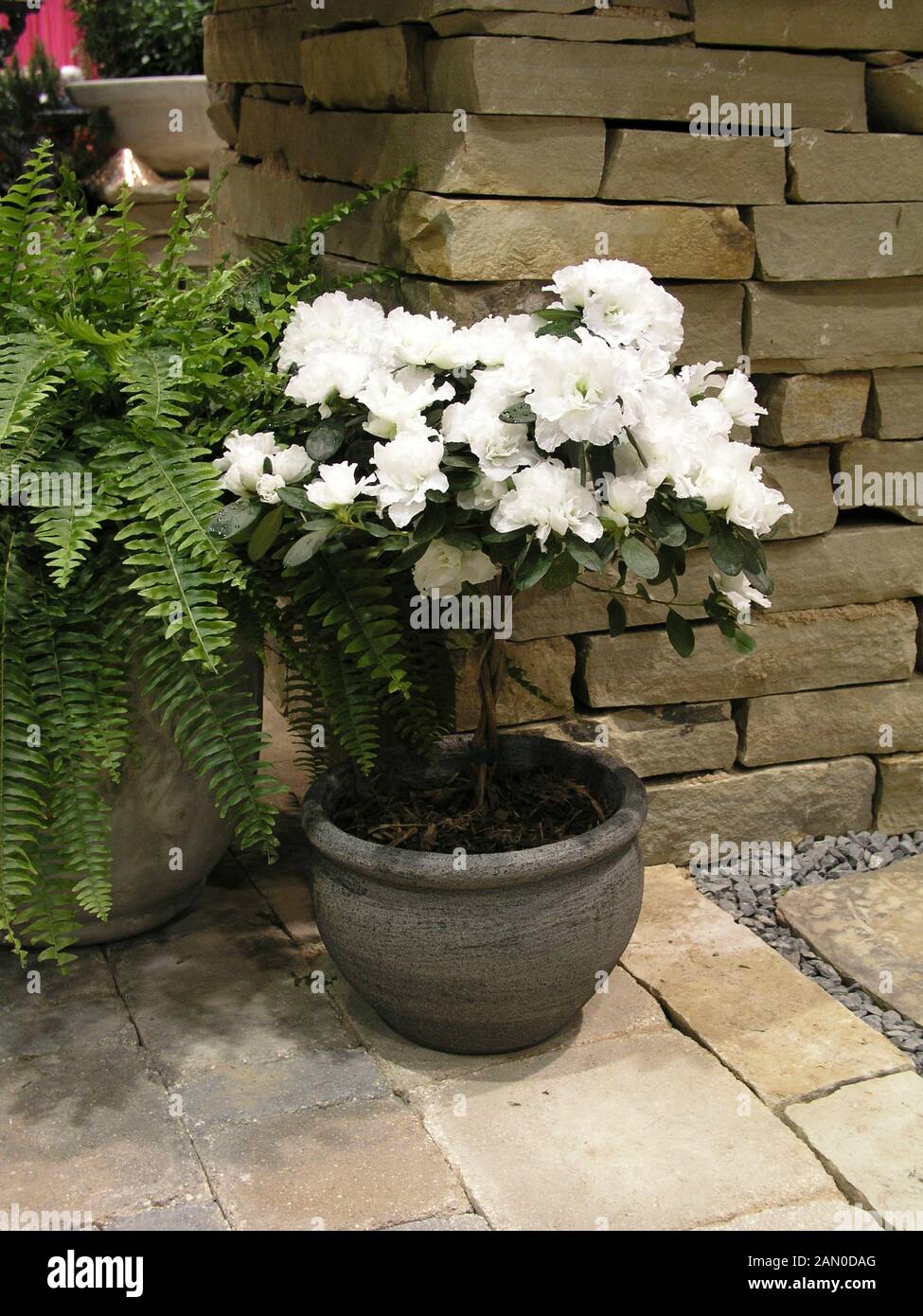 Standard azalea hi-res stock photography and images - Alamy