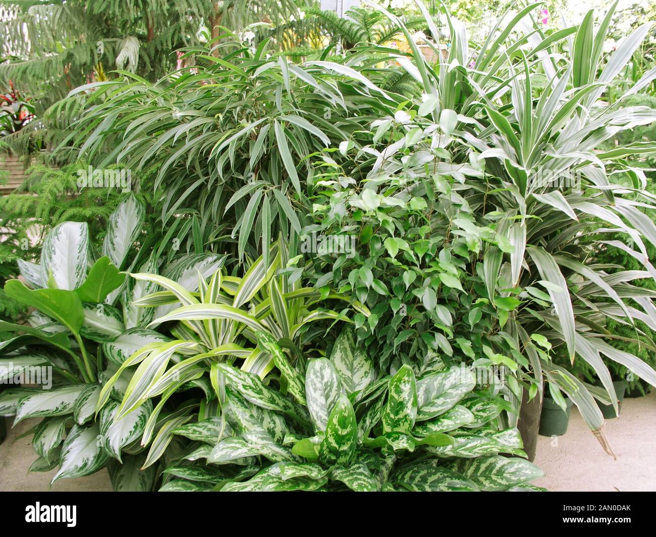 Tropical plant mix hi-res stock photography and images - Alamy