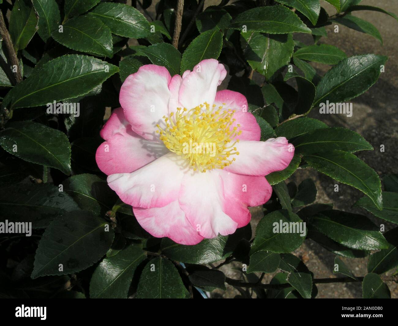Camellia sasanqua hana jiman hi-res stock photography and images - Alamy