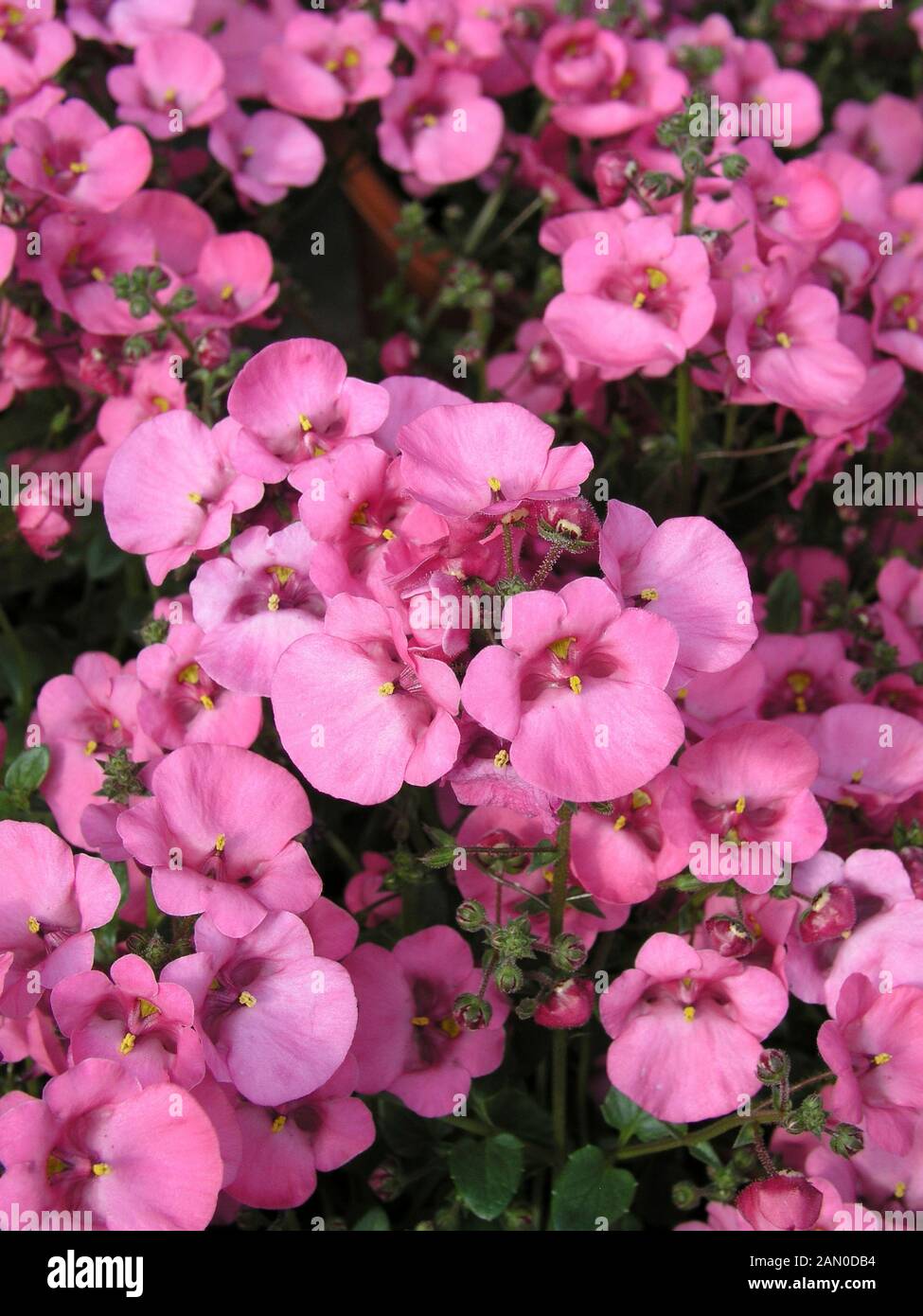Pink diascia hi-res stock photography and images - Alamy