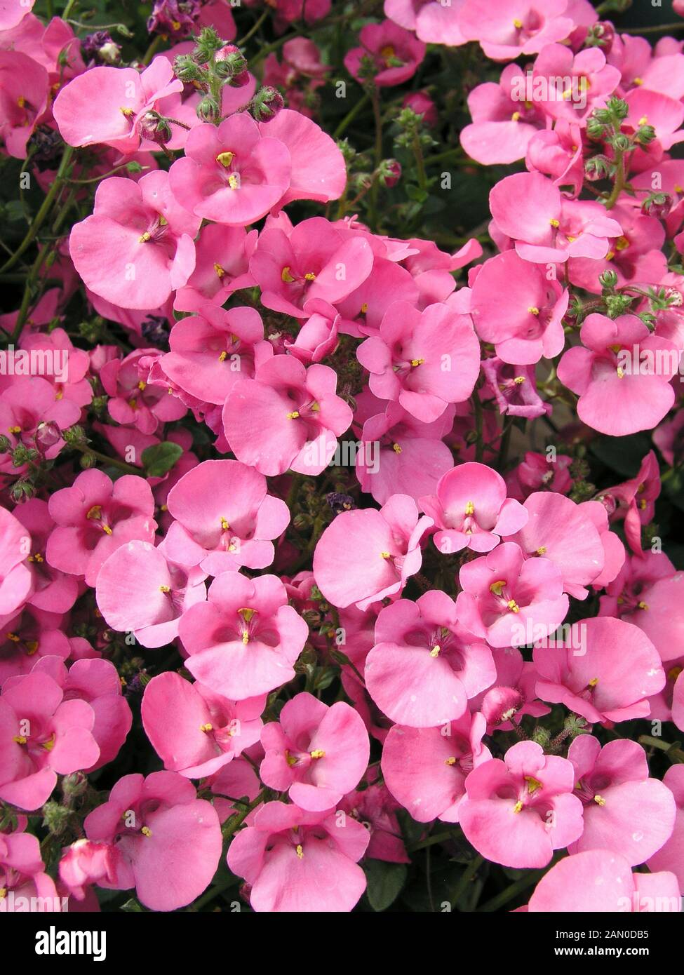 Pink diascia hi-res stock photography and images - Alamy