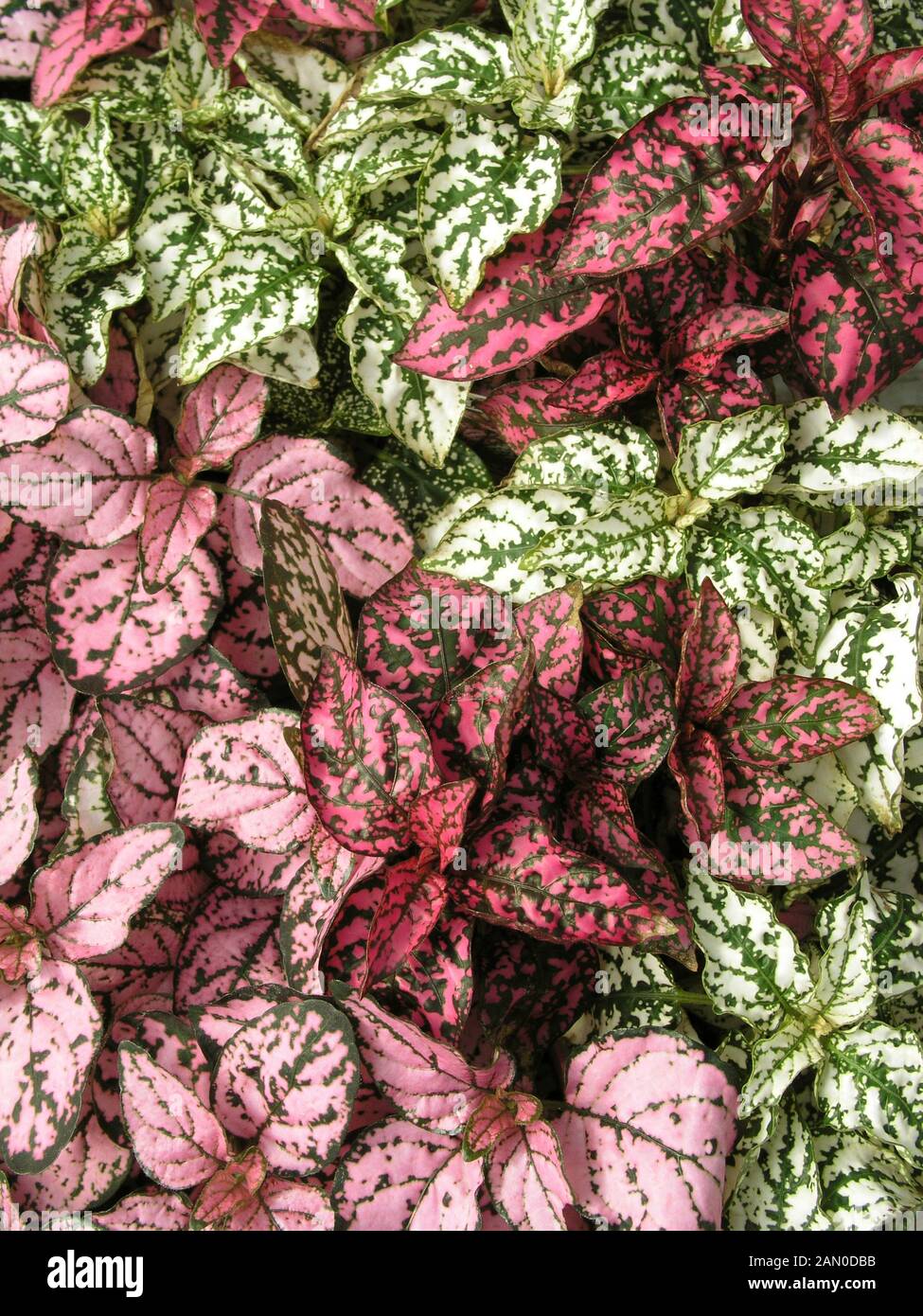 Hypoestes hi-res stock photography and images - Alamy