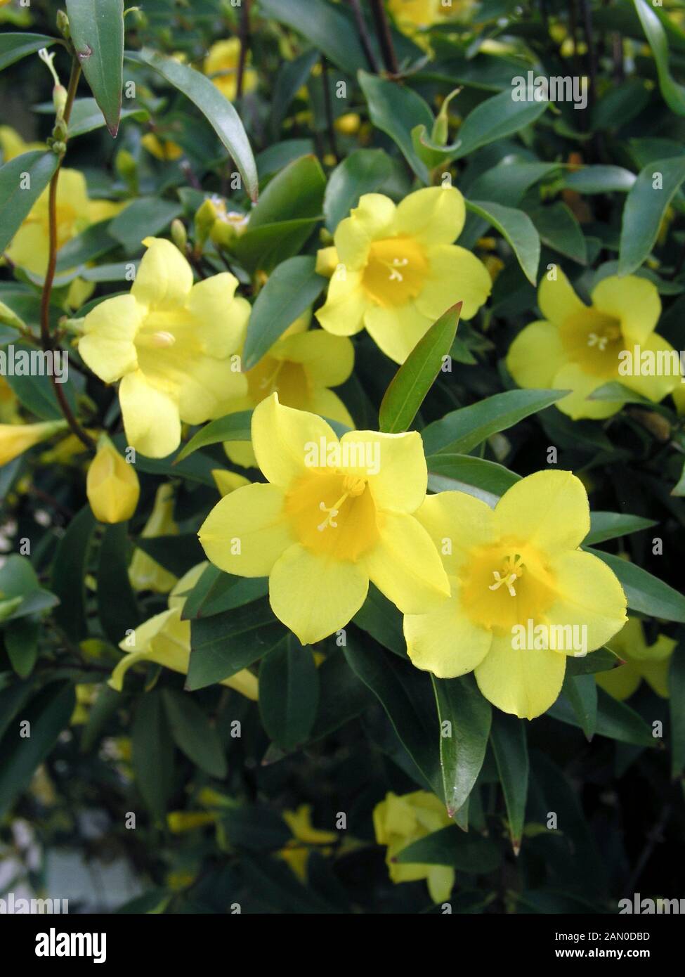 Gelsemium hi-res stock photography and images - Alamy