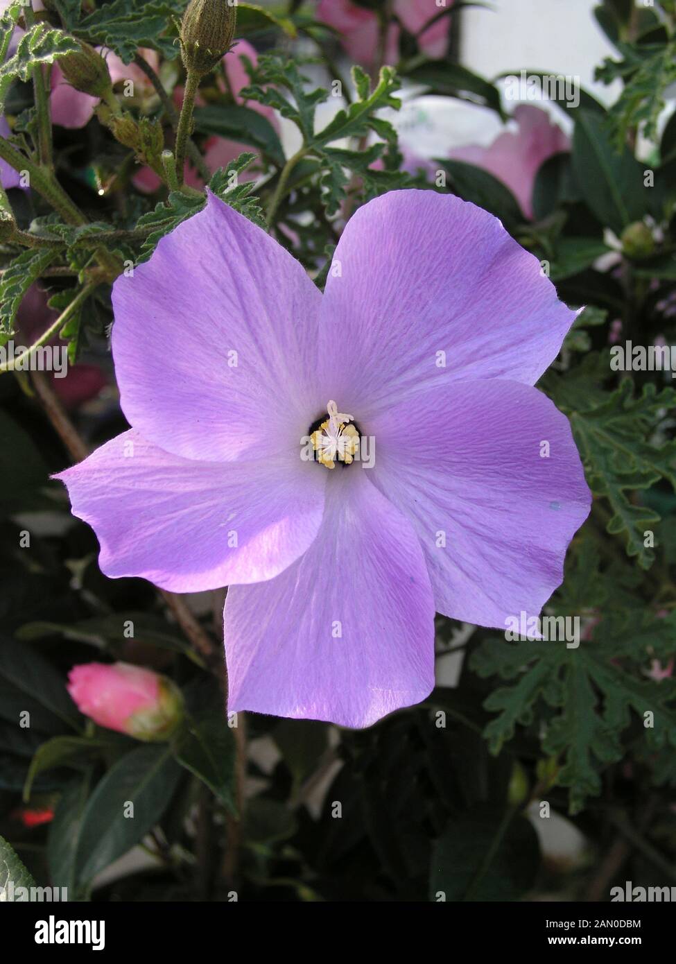 Alyogyne hi-res stock photography and images - Alamy