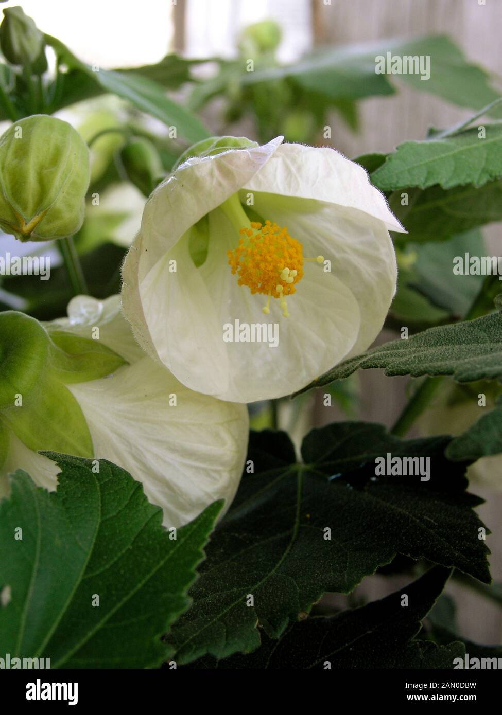 Abutilon hybridus alba hi-res stock photography and images - Alamy