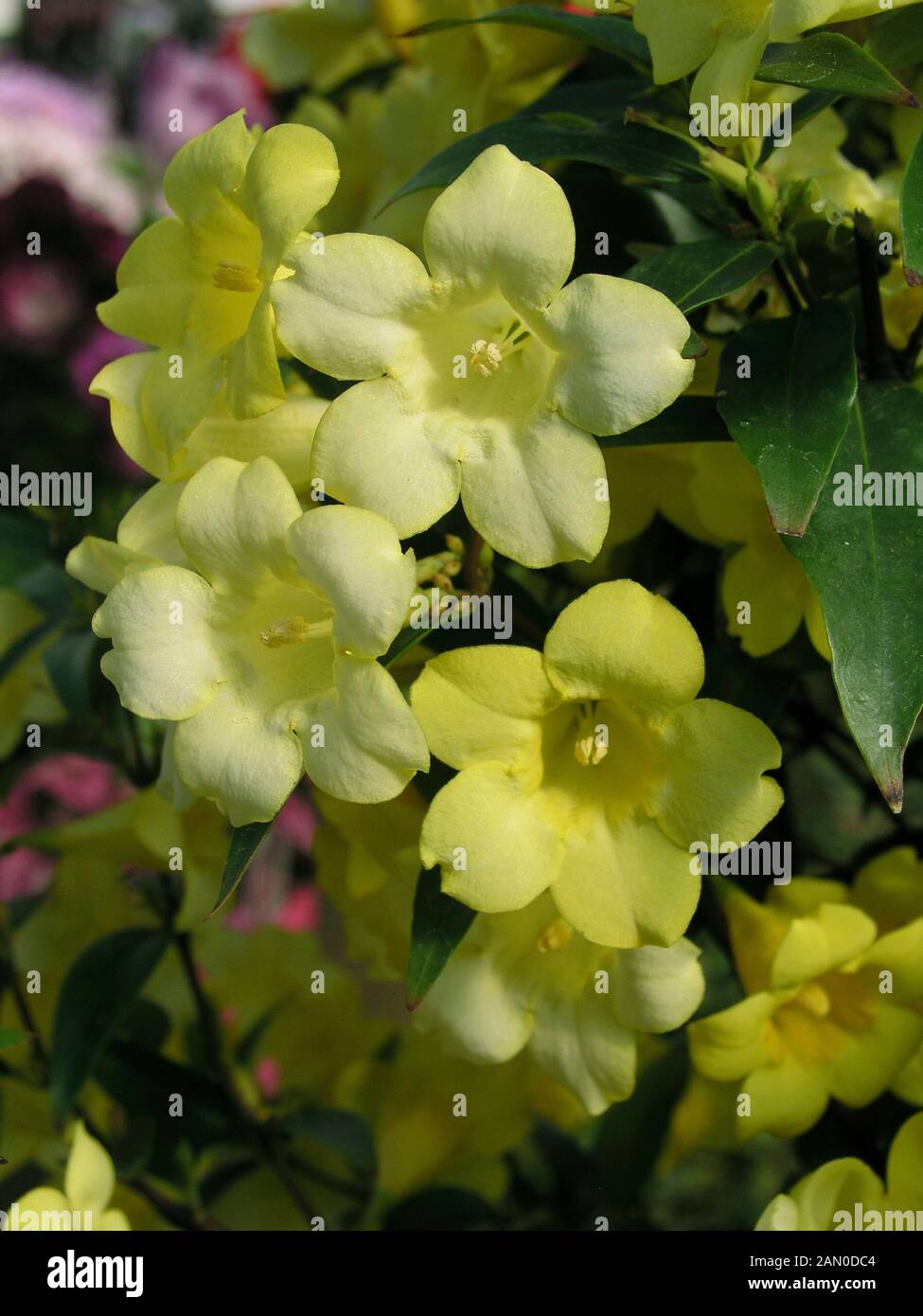 Gelsemium hi-res stock photography and images - Alamy