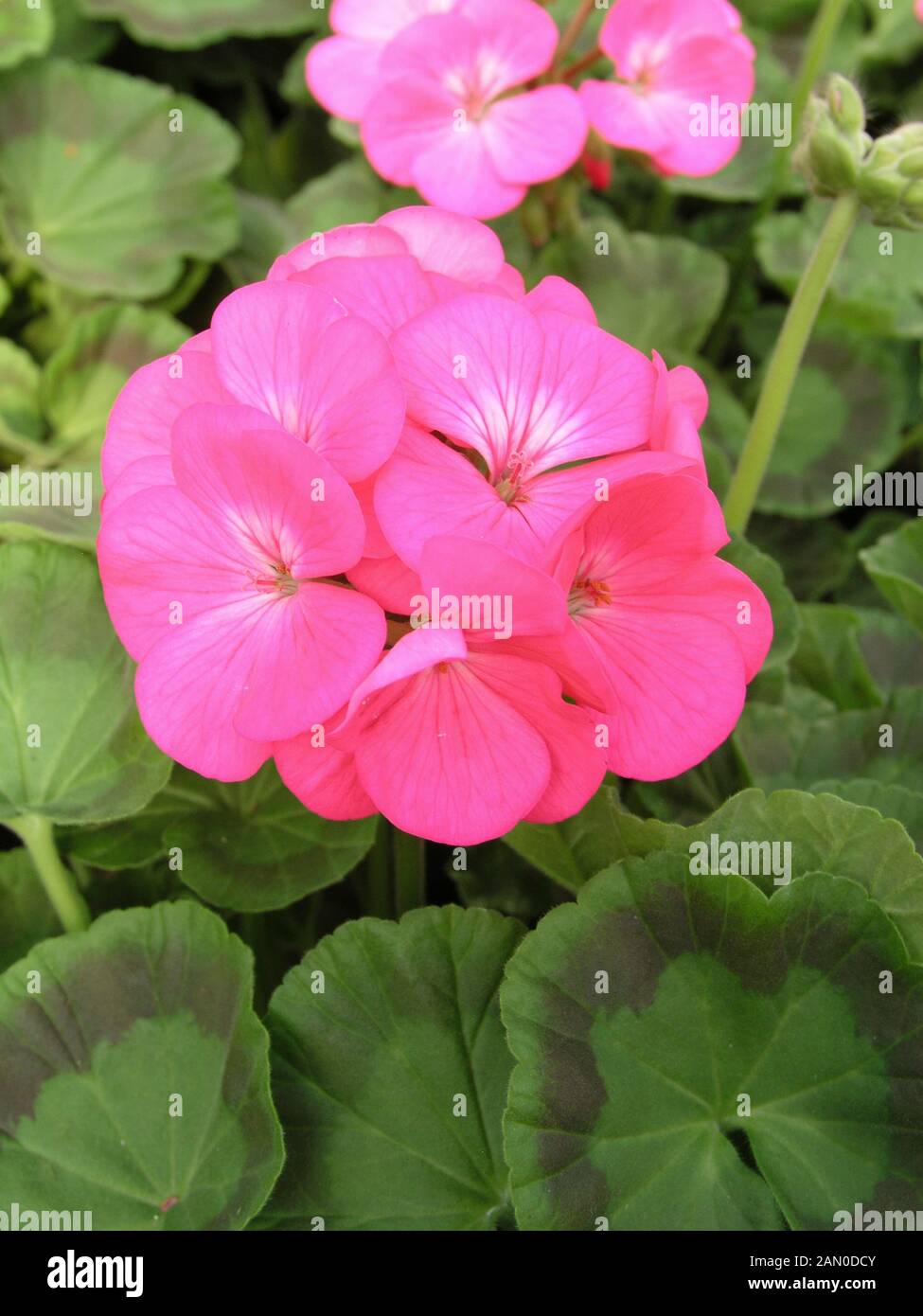 PELARGONIUM MAVERICK PINK Stock Photo - Alamy