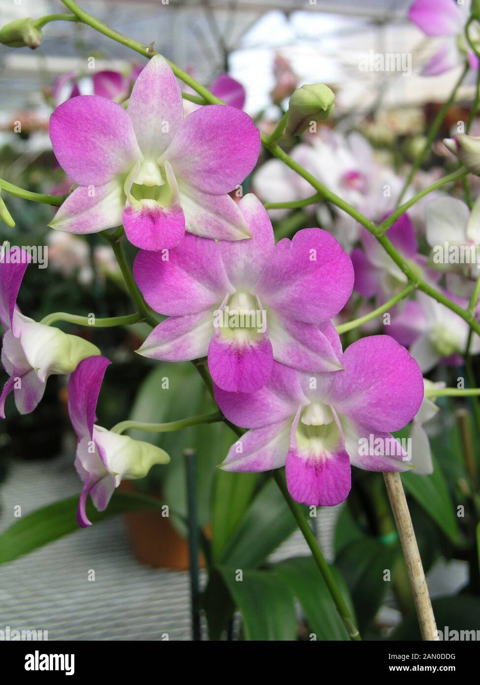 Lightning star hi-res stock photography and images - Alamy