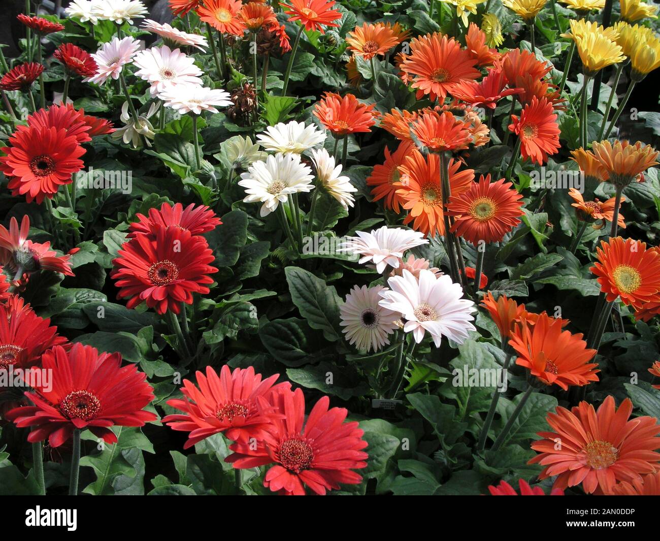 GERBERA JAMESONII MIX Stock Photo - Alamy