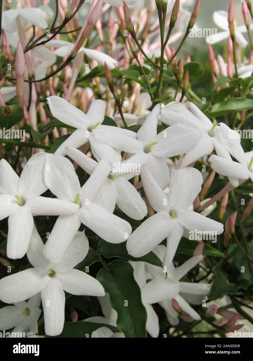 Jasminum polyanthum hi-res stock photography and images - Alamy