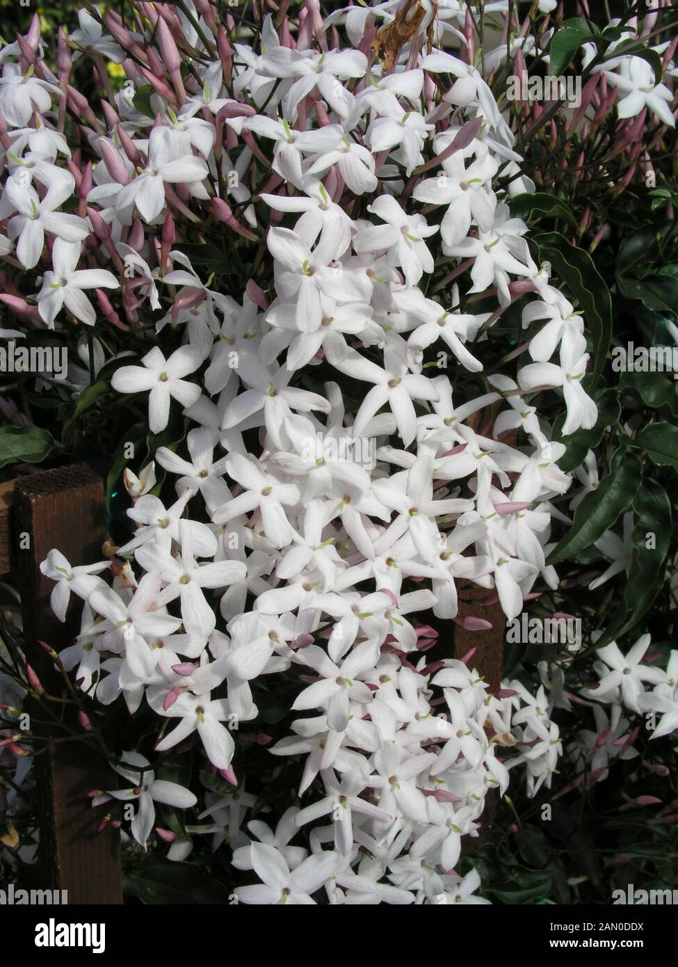 Jasminum polyanthum hi-res stock photography and images - Alamy