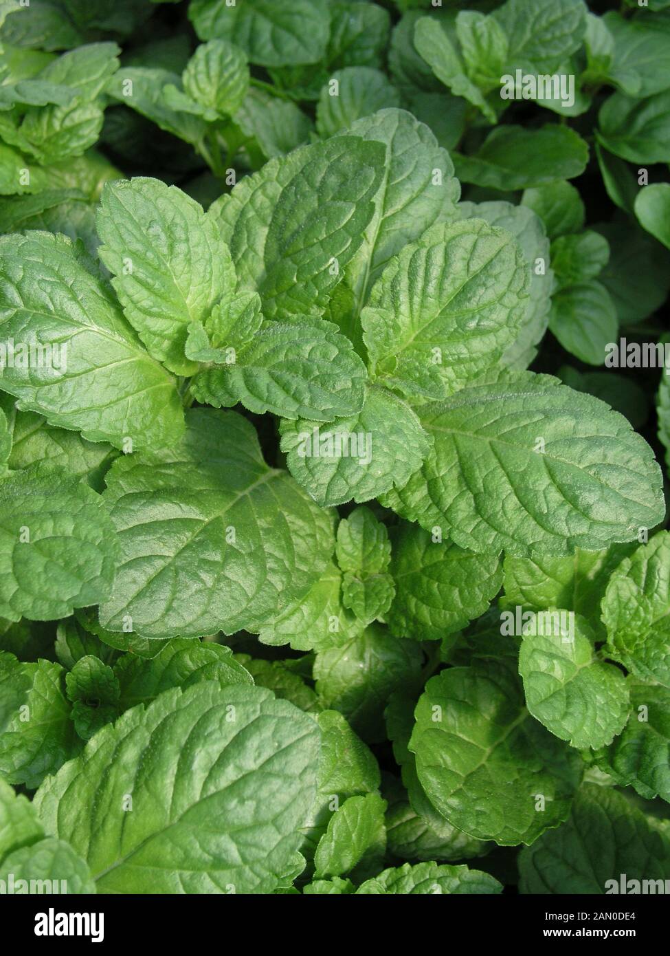 Mentha citrata hi-res stock photography and images - Alamy