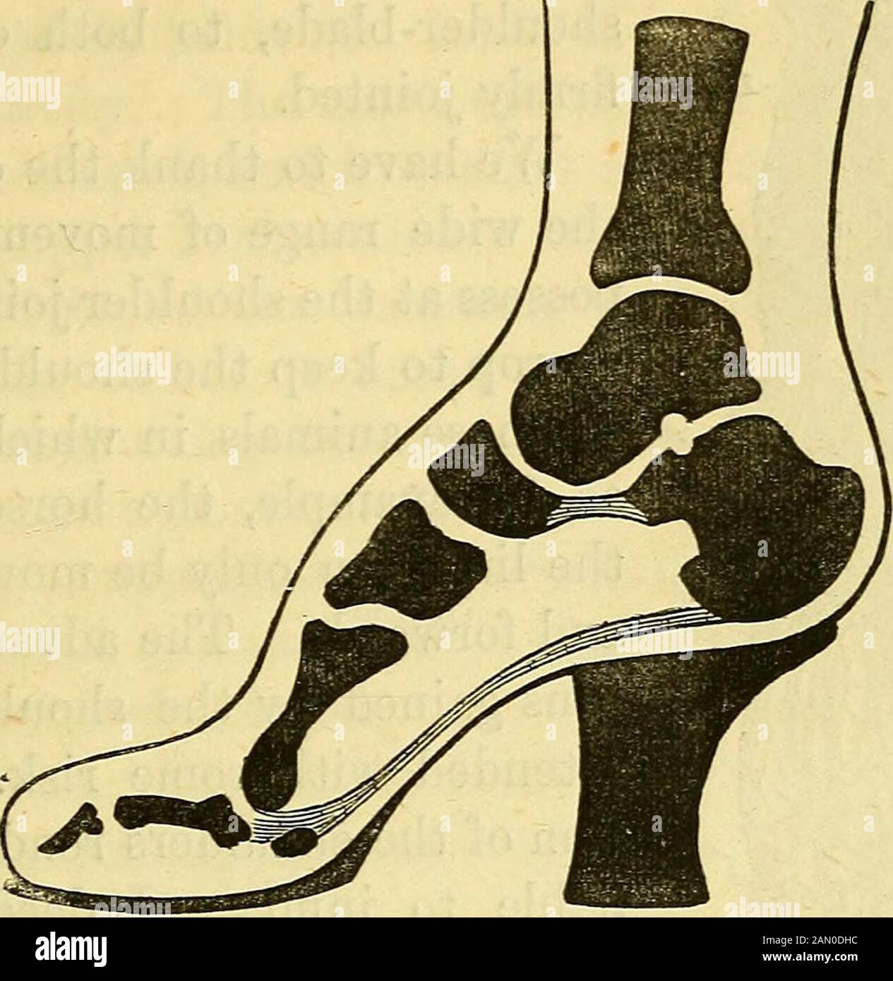 Plantar muscles of foot hi-res stock photography and images - Alamy