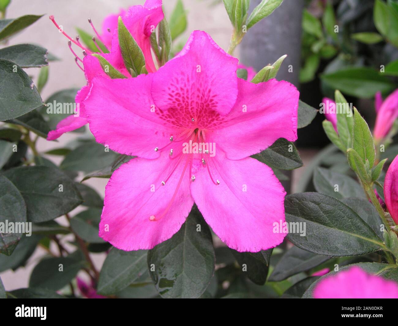 Formosa azalea hi-res stock photography and images - Alamy