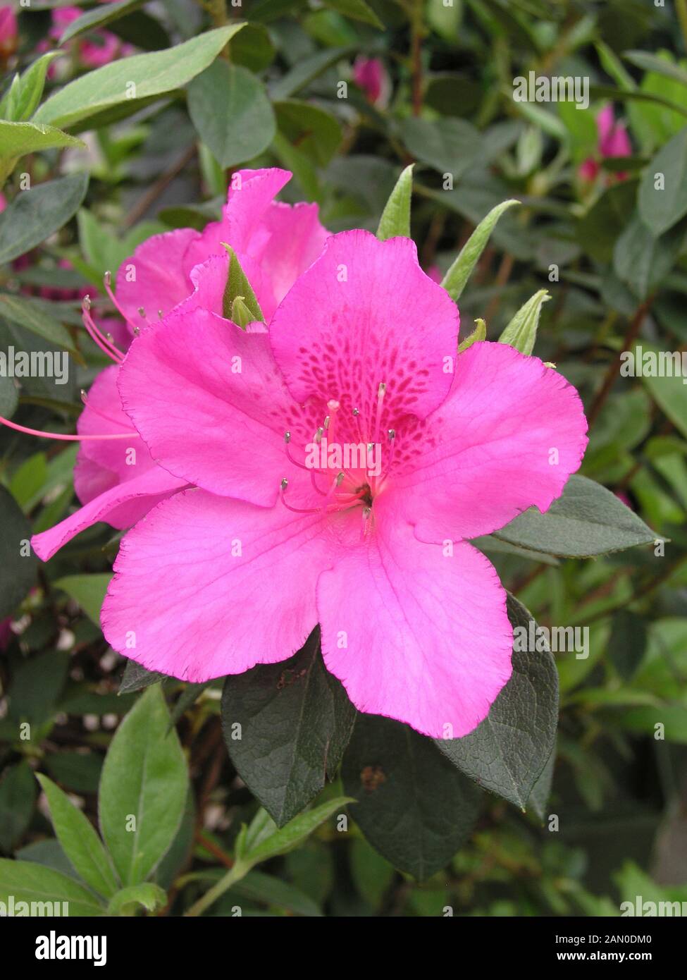 Formosa azalea hi-res stock photography and images - Alamy