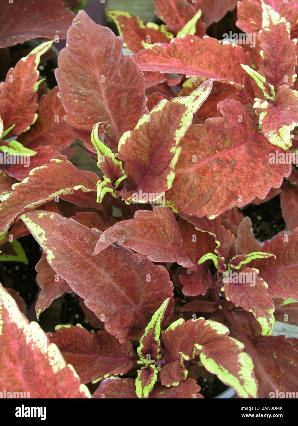 Coleus Defiance High Resolution Stock Photography and Images - Alamy