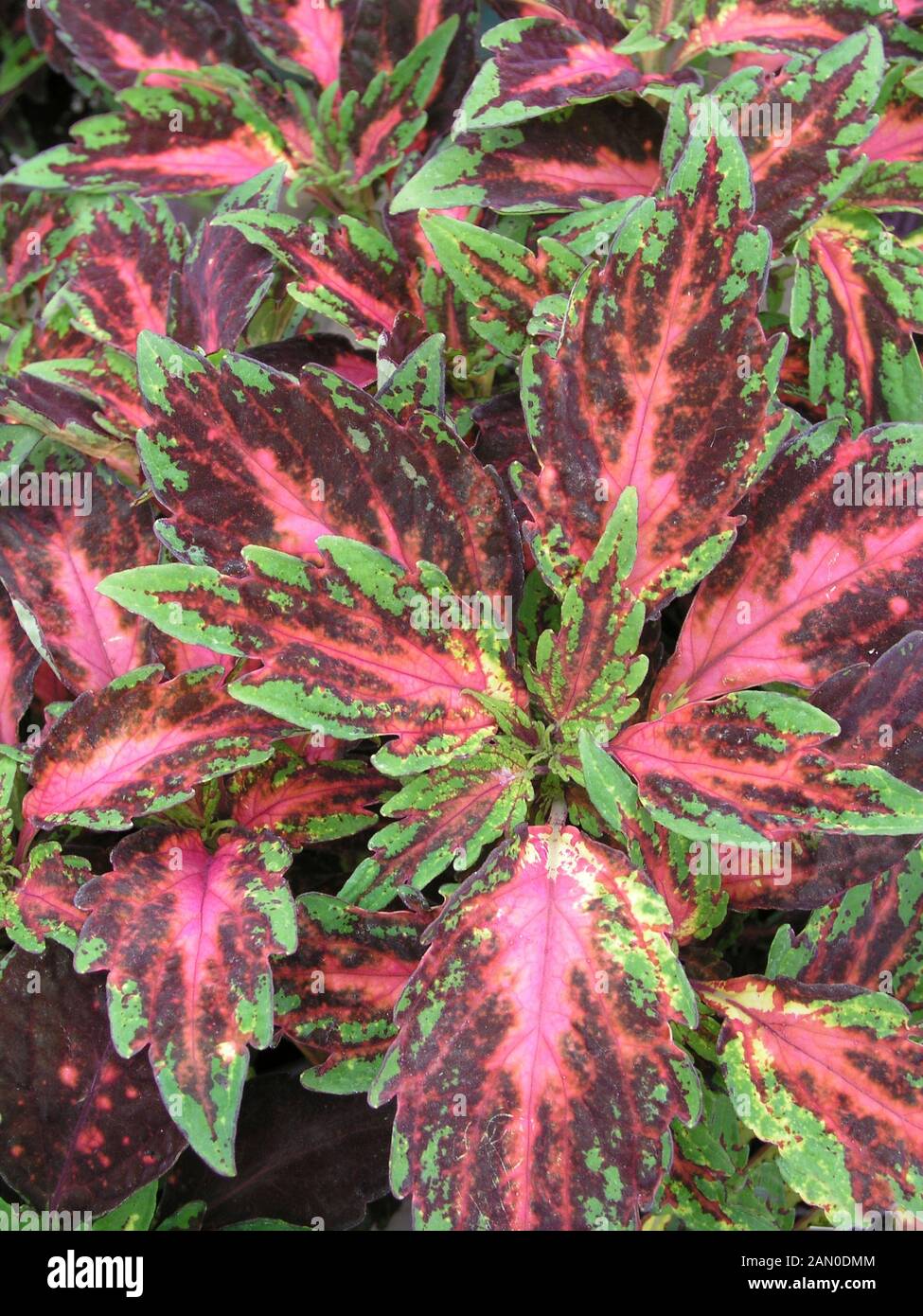 Oompah hi-res stock photography and images - Alamy