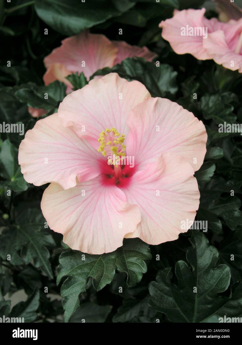 HIBISCUS ROSA-SINENSIS PEPPERMINT WIND Stock Photo - Alamy