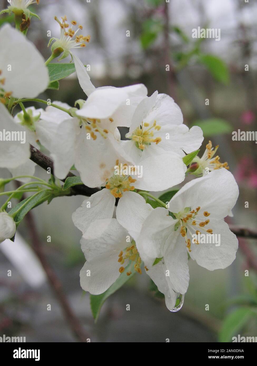 MALUS SNOWDRIFT CRABAPPLE Stock Photo - Alamy