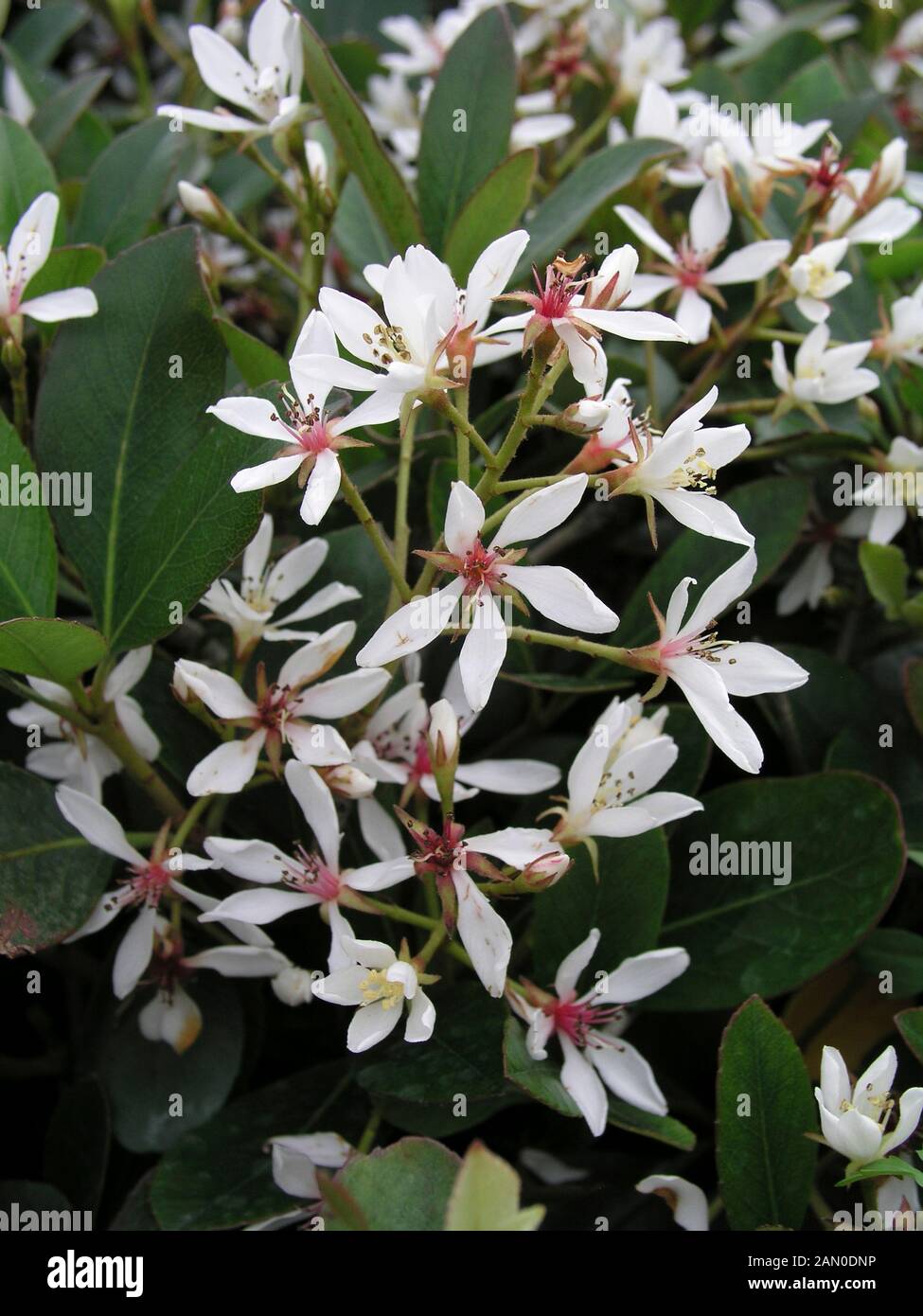 Rhaphiolepis hi-res stock photography and images - Alamy