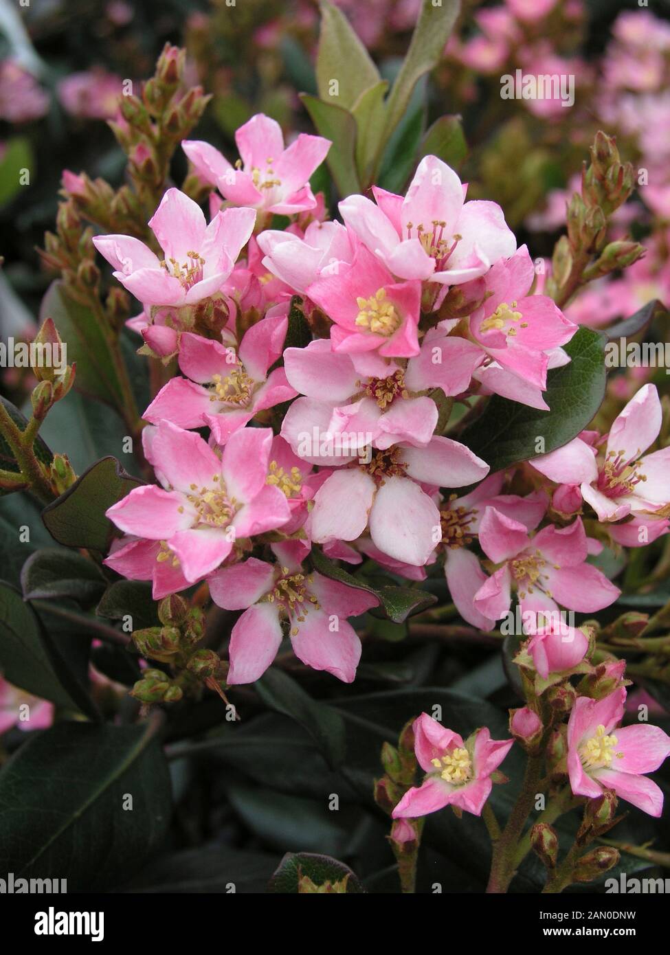 Rhaphiolepis hi-res stock photography and images - Alamy