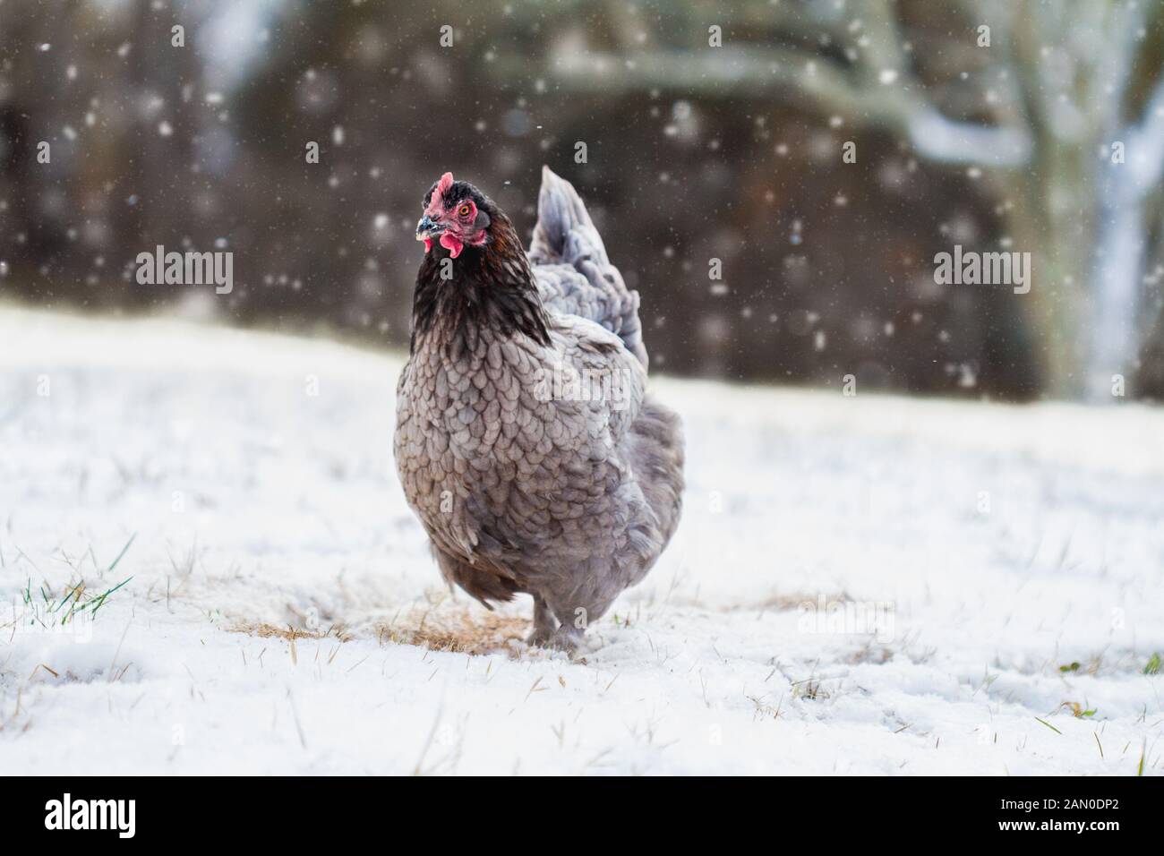 Blue Hen Chicken High Resolution Stock Photography and Images - Alamy