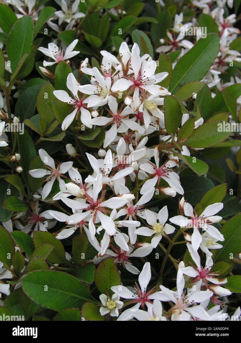 Rhaphiolepis hi-res stock photography and images - Alamy