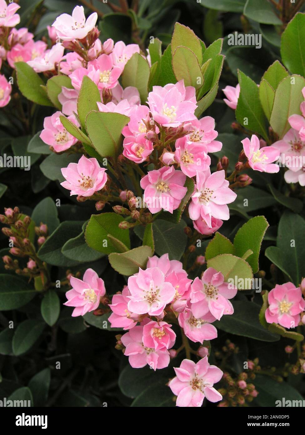 Rhaphiolepis hi-res stock photography and images - Alamy