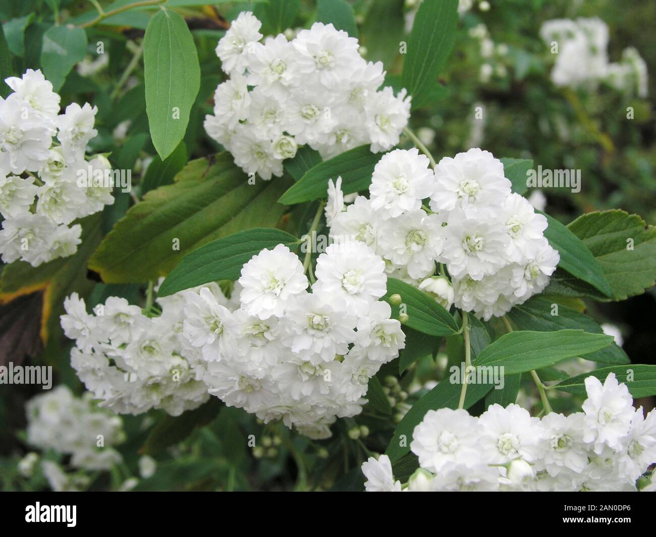 SPIRAEA PRUNIFOLIA PLENA Stock Photo - Alamy