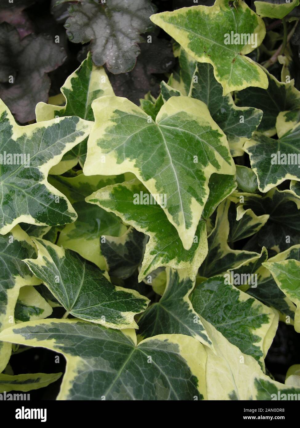 Yellow ripple hi-res stock photography and images - Alamy